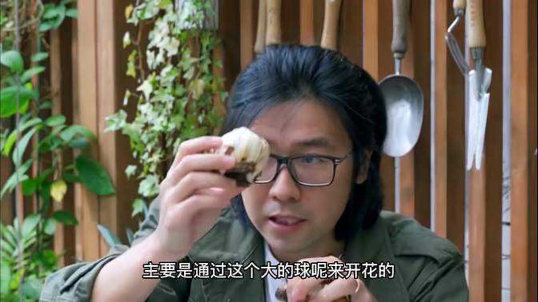 水仙如何种植?一个视频教会你,你学会了吗?