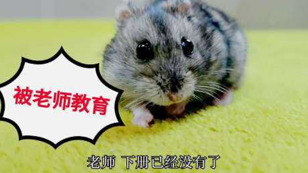 角色扮演:学生小仓鼠上课睡觉还看小说,被老师一顿教育!