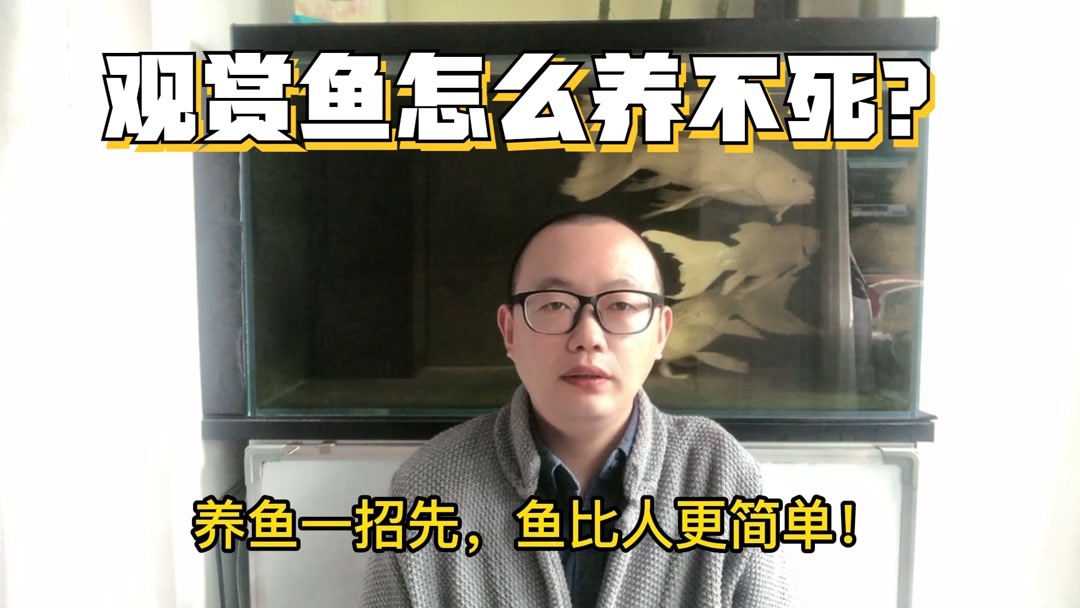 观赏鱼怎么养不死?别折腾了,您懒点也许就不死鱼了!