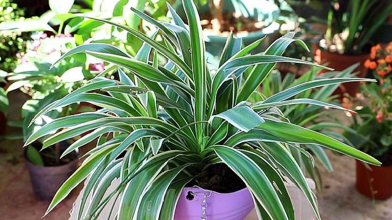 养吊兰,每个月浇一次蚯蚓粪溶液,叶子更绿