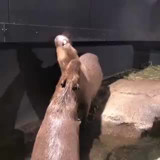 我们只是在互相挠痒痒(￣_,￣ )