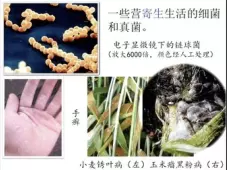 第四节 细菌和真菌在自然界中的作用