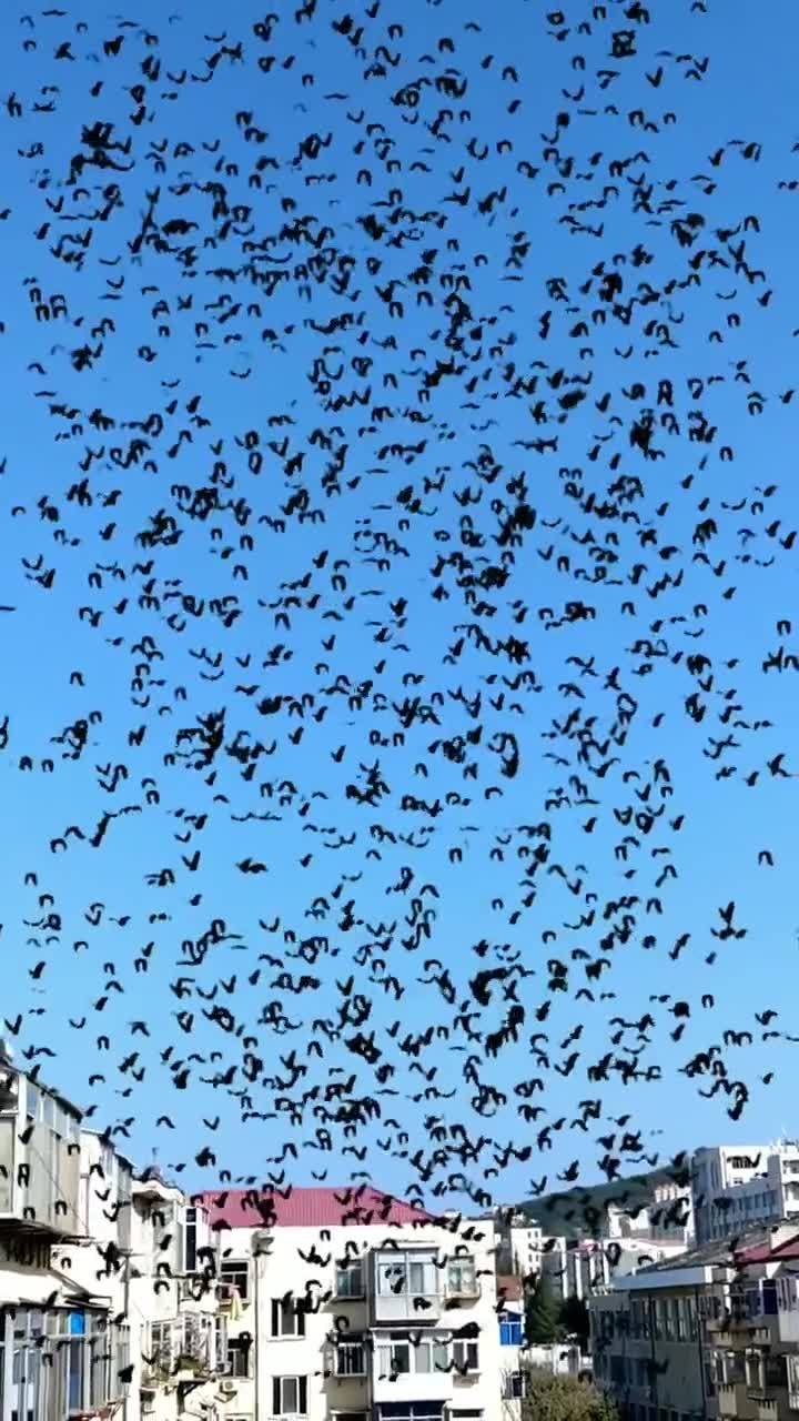 创意摄影,鸟儿都在为我们庆祝双节