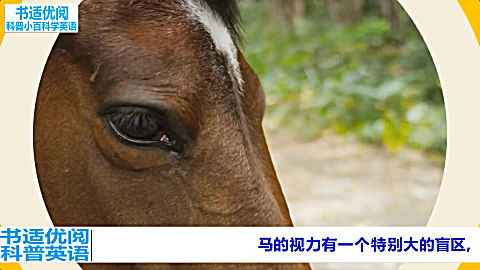 动物如何看待世界什么动物鼻子上有红外接收器科普知识英语学习