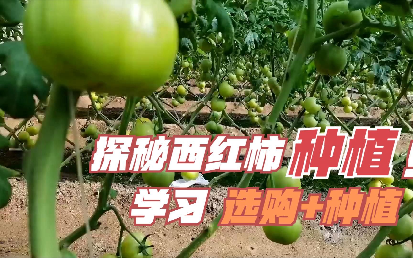探访西红柿大棚,了解种植过程,了解你不知道的西红柿的知识!