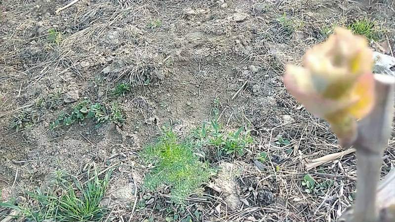 教你种植葡萄,记录葡萄生长过程,葡萄进入发芽期