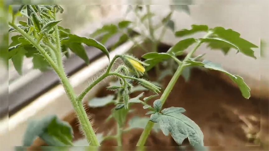 种植西红柿记录1