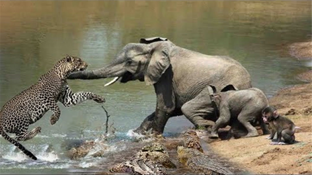 动物世界:用兔子引来巨蟒,居然活捉了巨蟒带回家