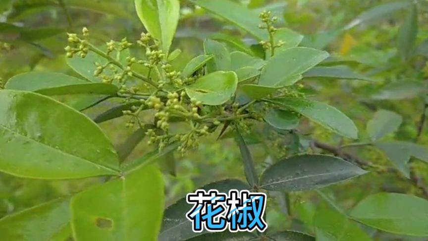 只要有一双美的眼睛,会发现生活中的所有美好