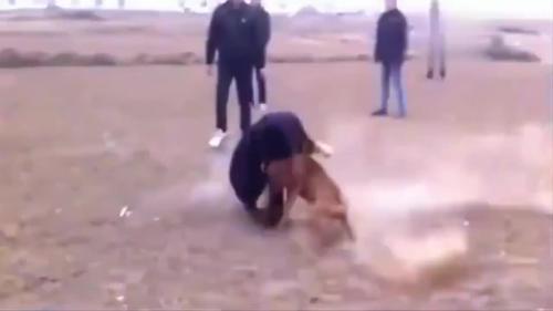 藏獒与比特犬大战,土狗一旁叫喊加油咬
