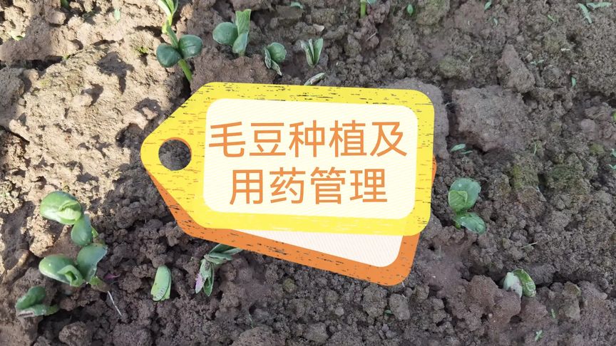 毛豆种植及用药管理
