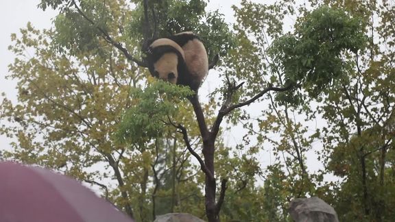 雨天湿滑,玩耍也要注意安全,看这两只大熊猫