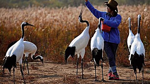 《一个真实的故事》, 为丹顶鹤而牺牲的女孩徐秀娟感动了无数人!