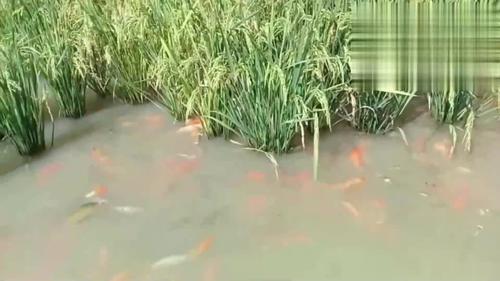 把鱼养在稻田里,不会影响水稻的生长吗