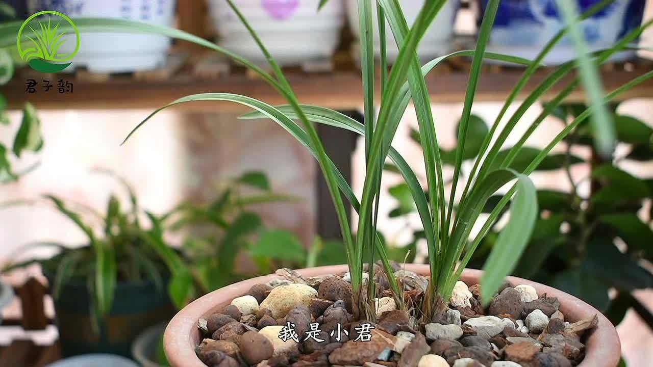 养兰花,用两道工序发酵松树皮,兰根呼呼长!兰根不腐开花旺!