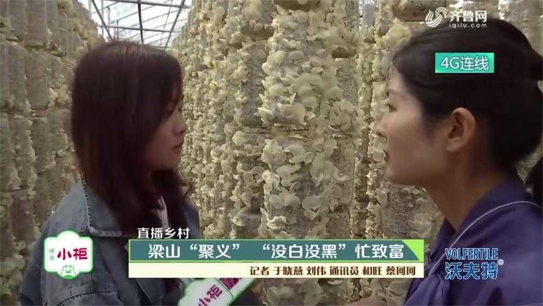 美女种16个大棚的新品玉木耳,销路广价格高,品质优良|乡村季风