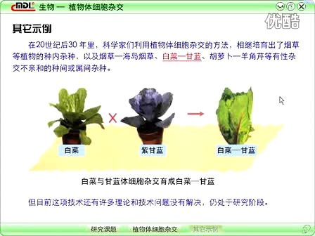 高中生物选修3:植物体细胞杂交