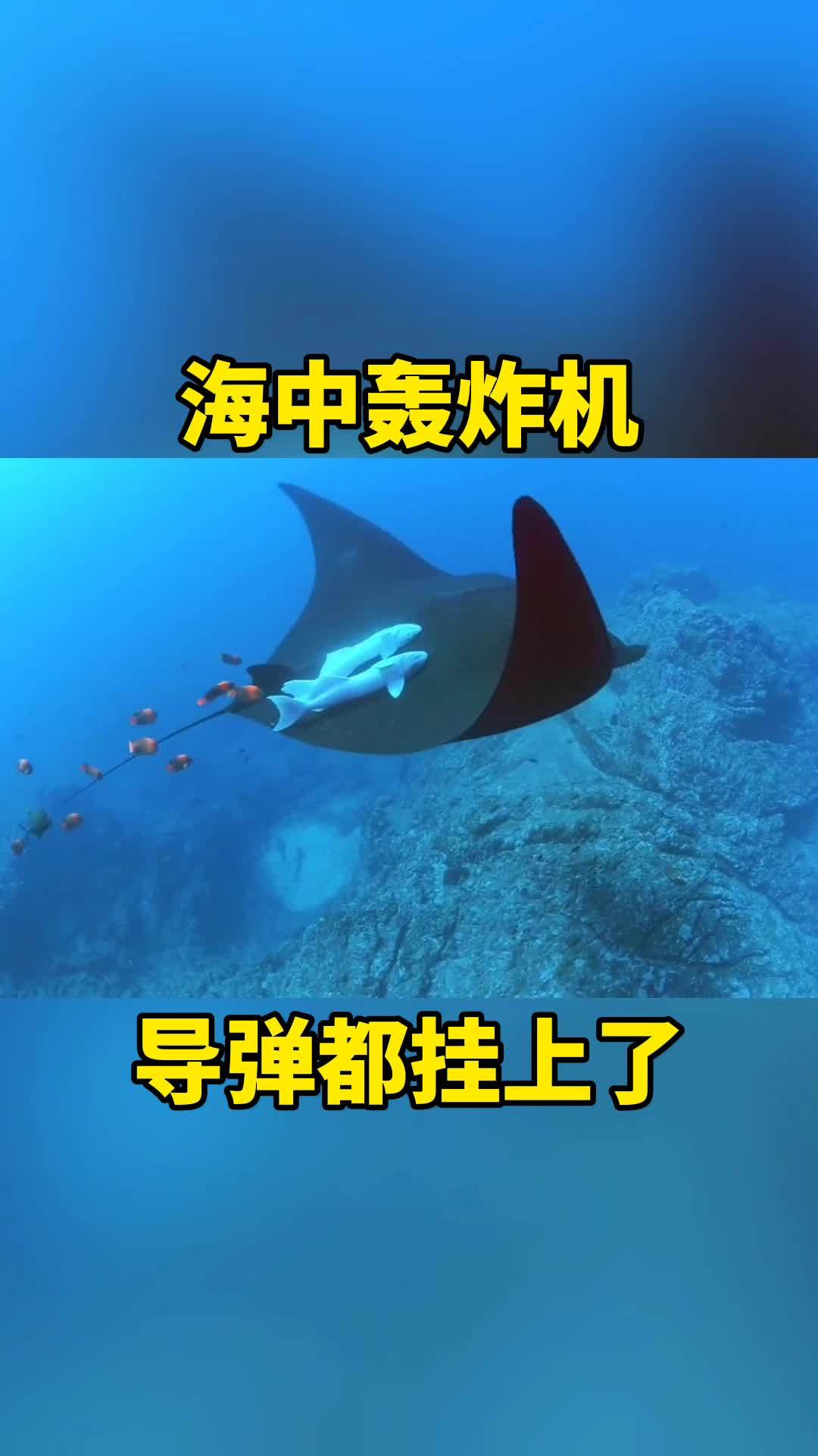 海底世界真是千奇百怪