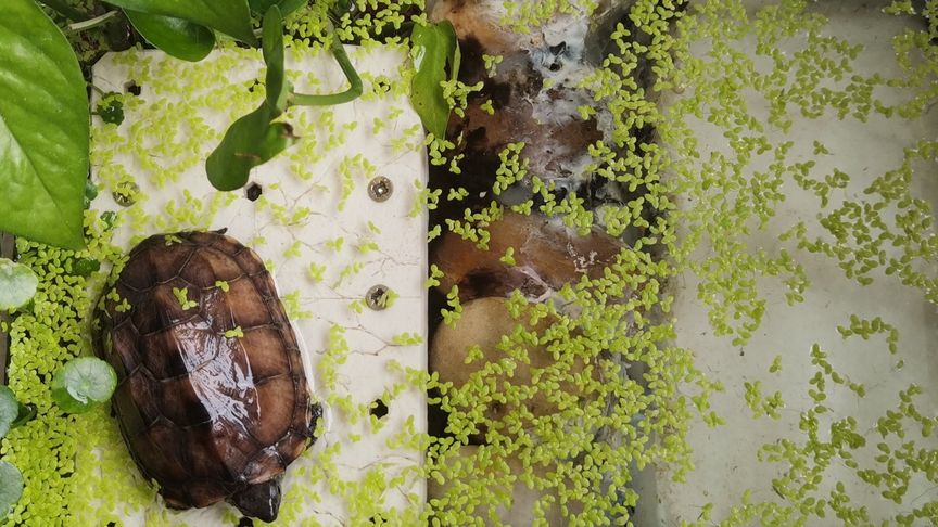 乌龟造景,简单又美观,打理起来也方便