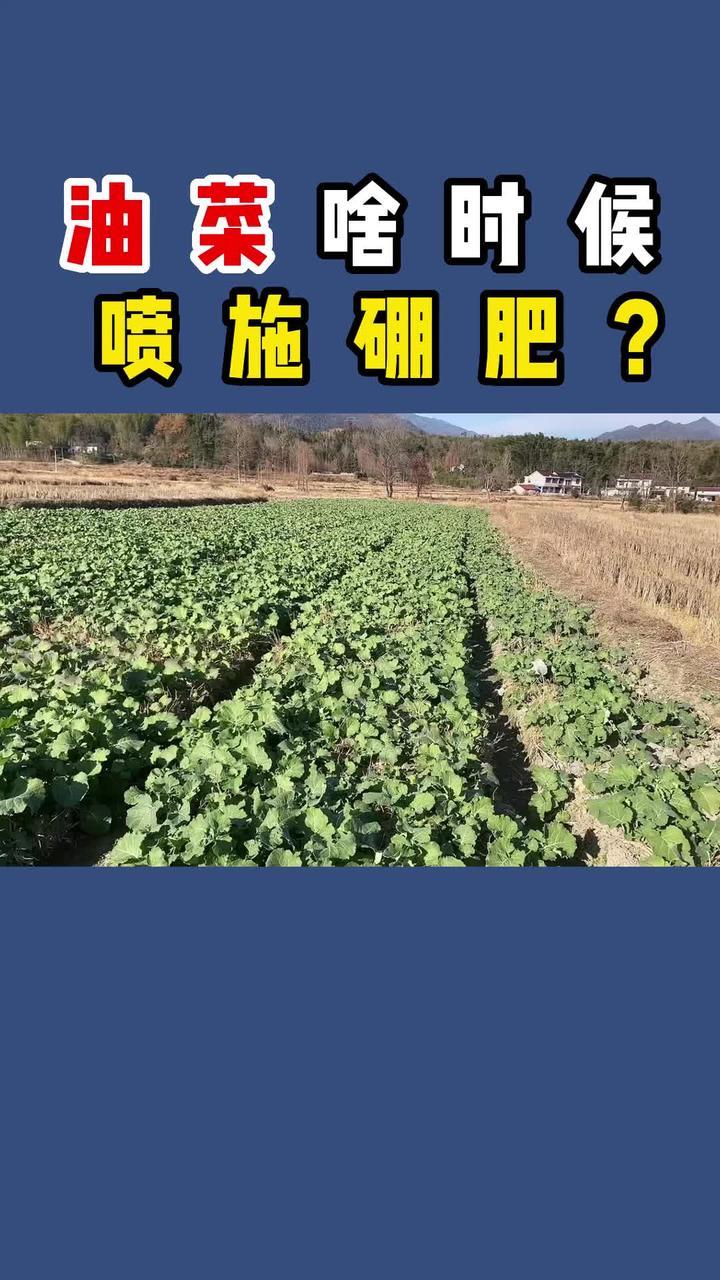 油菜啥时候喷施硼肥?#新农人计划2023