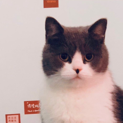 我家猫咪叫嘟嘟 