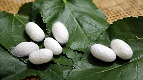 蚕茧变成丝绸需要哪些步骤?抽丝的过程太酸爽