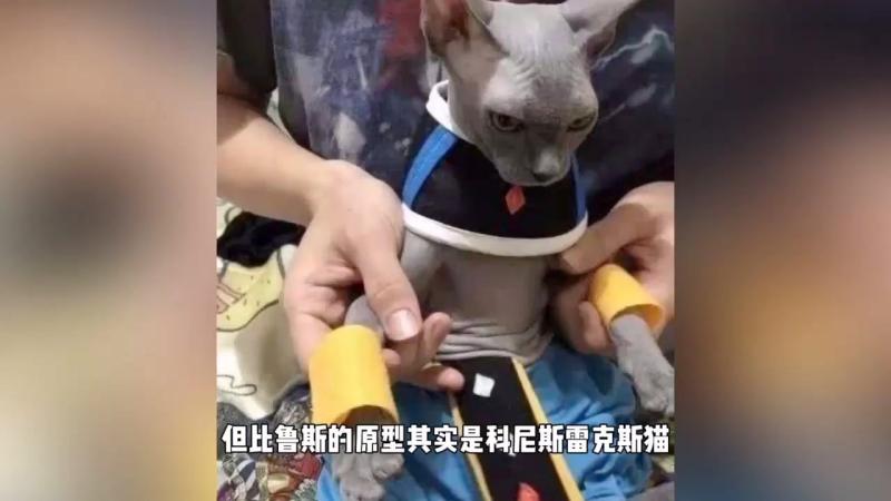 「Top3」世界上最难养的猫排行 第一名是不少80 90后童年的回忆