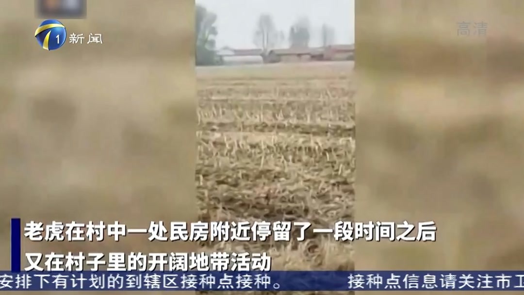 黑龙江一只东北虎进村伤人