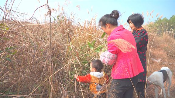 土茯苓的块茎是常用中药,其实它的叶子还可以用来做香料