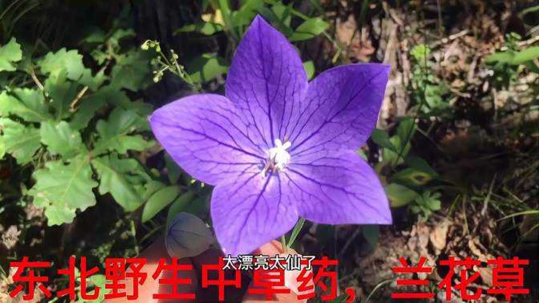 深山里发现野生桔梗,药用价值非常高,开的花也漂亮