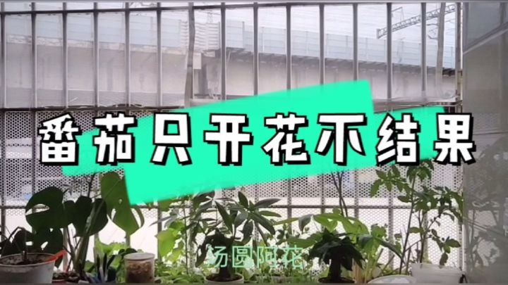 汤圆阿花阳台种植了几个月的番茄只开花不结果,真是让人愁死了