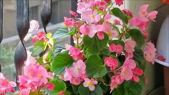 美丽清香的水仙花,种植措施掌握得当,花朵一簇一簇爆棚开