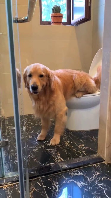 自从狗狗学会用马桶上厕所之后,再也不用主人操心了