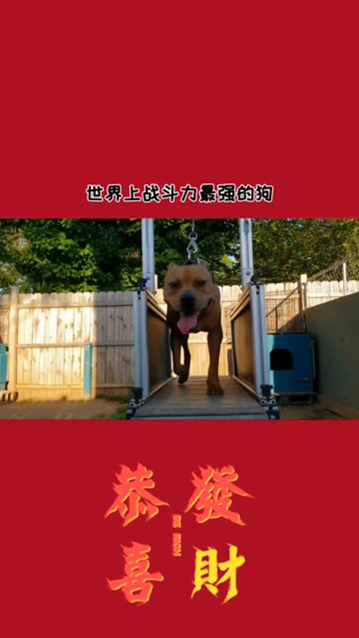 世界上战斗力最强的狗 动物 狗