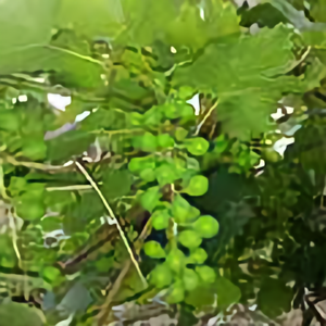你是我一生的幸福945 