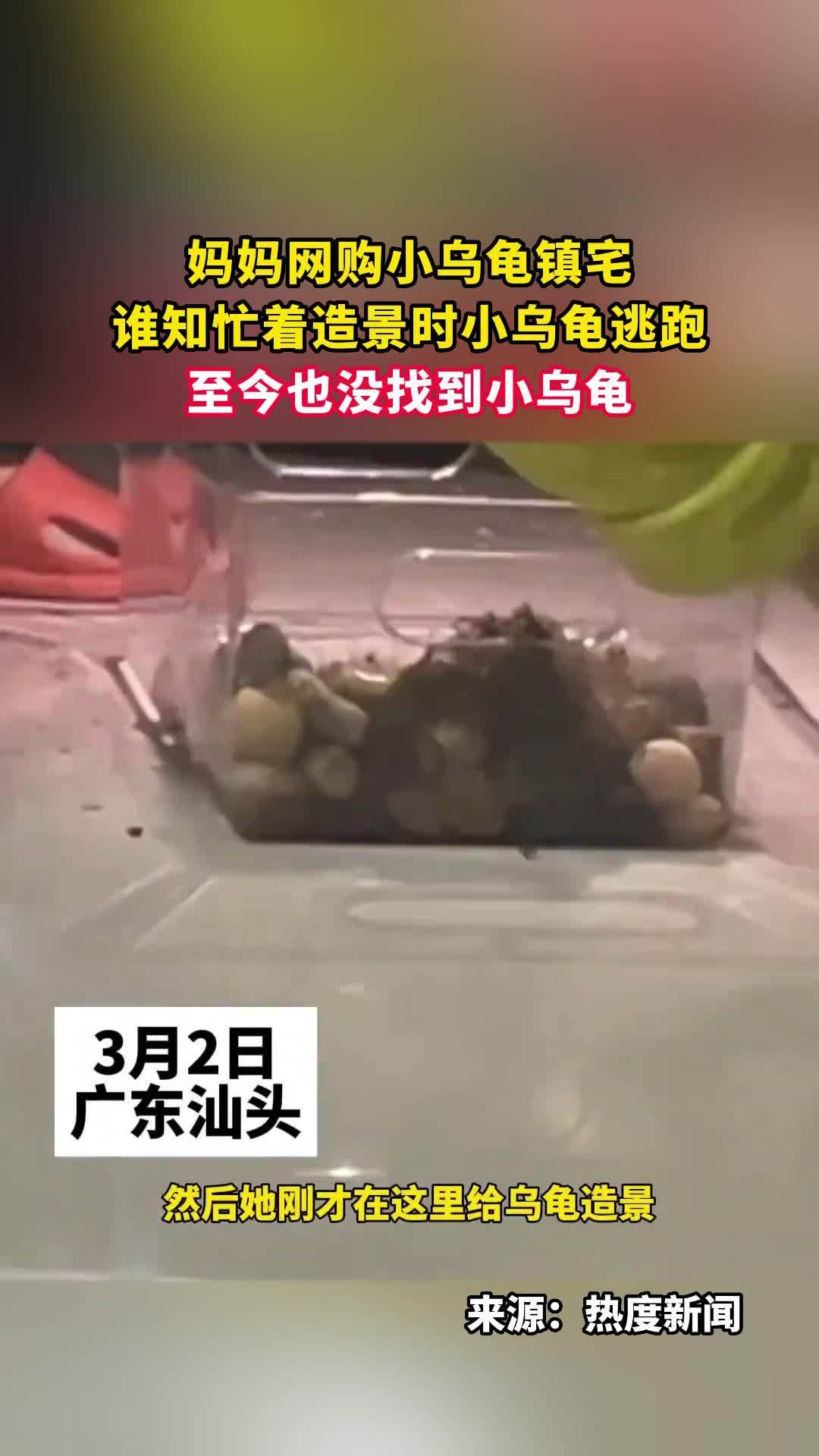 妈妈网购小乌龟镇宅,谁知忙着造景时小乌龟逃跑