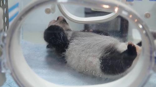 刚出生的熊猫幼崽竟如此可爱,小家伙调皮的很,看来一出生就注定不平凡!