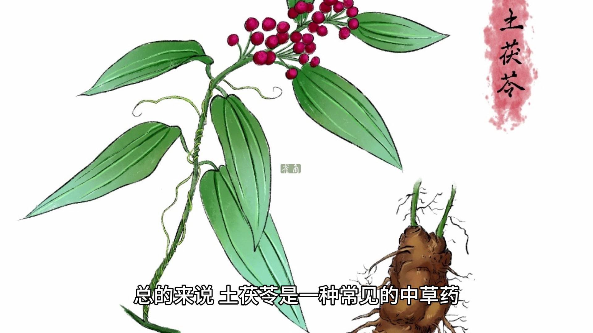 土茯苓植物的特征以及用途,我们一起来认识一下它吧