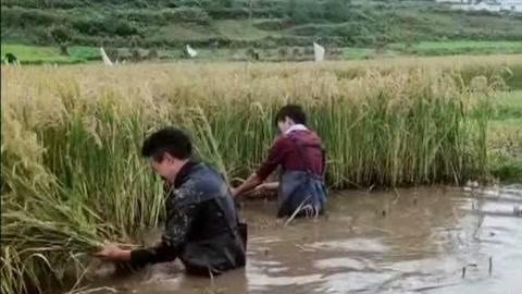 水稻又成熟了,农民的脸上都挂着喜悦的笑容