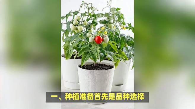 盆栽小番茄种植方法大揭秘