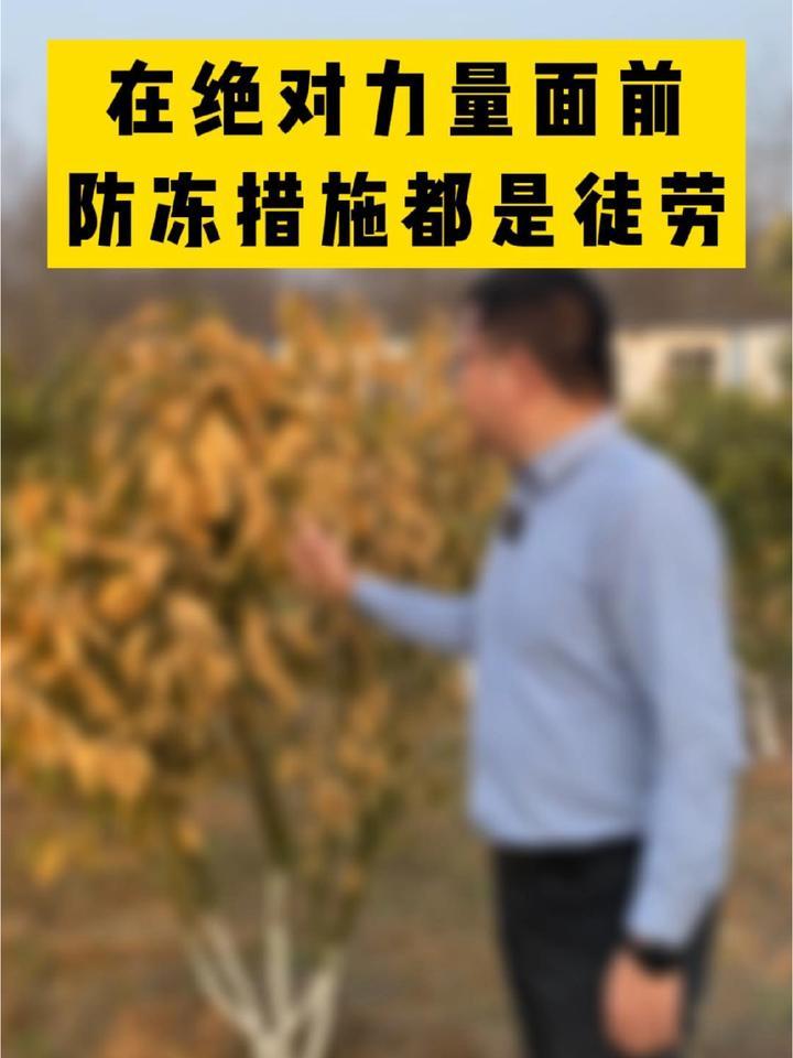 ...的防冻措施都是不堪一击的#冻害 #柑橘种植 #果树管理 #农技知识分享