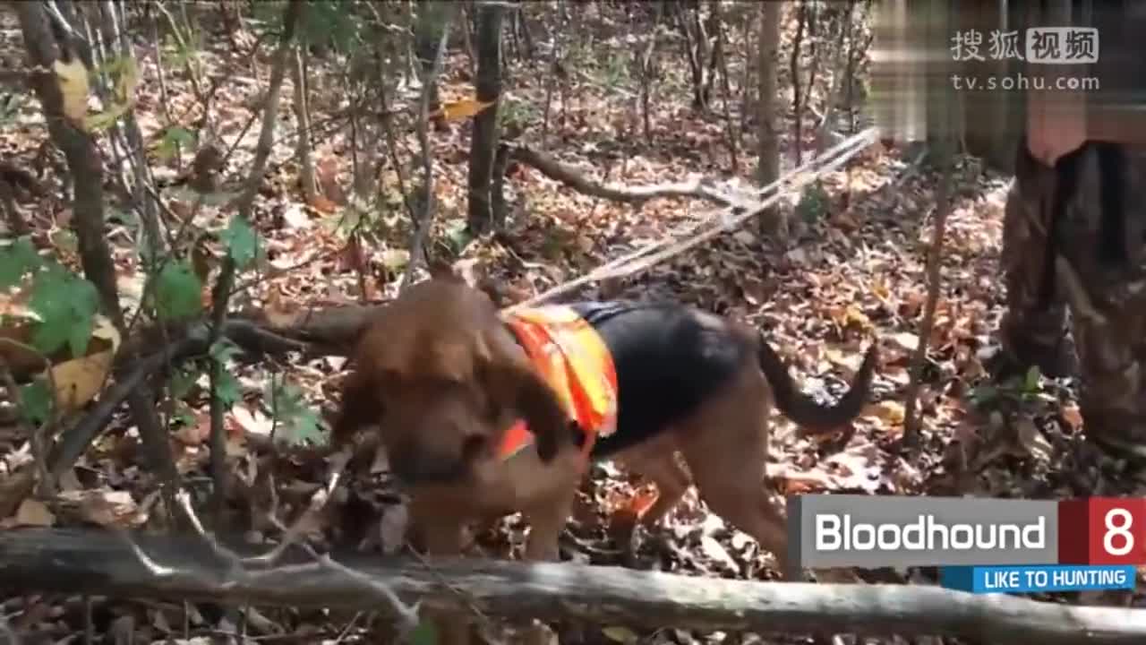 世界十大最好的狩猎犬