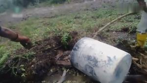 几个工人听到草坪下有响动,扒开一看好大一条蟒蛇!