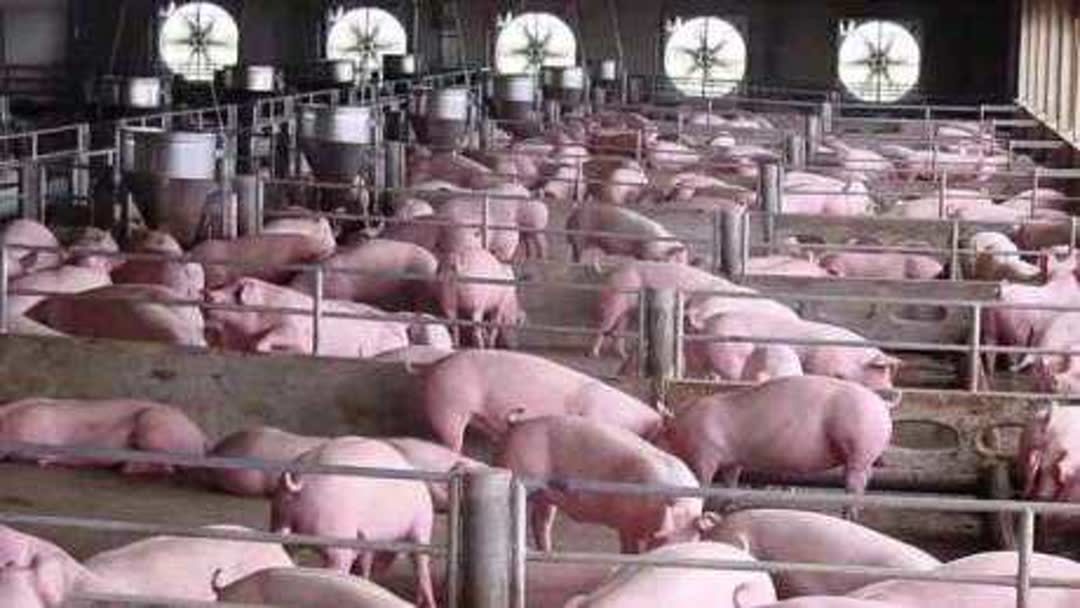 猪价高涨,现在养殖100头生猪需要多少成本?普通人能养猪吗