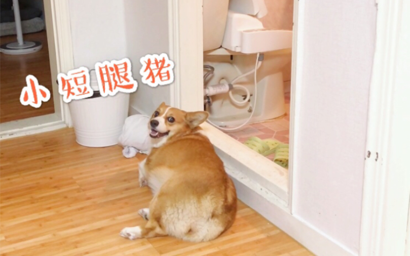 柯基cookie|独特的小短腿竟然喜欢厕所