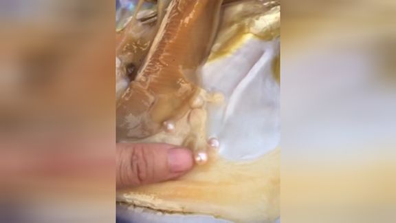 蚌壳里取珍珠,难得新鲜出炉的珍珠就这么漂亮