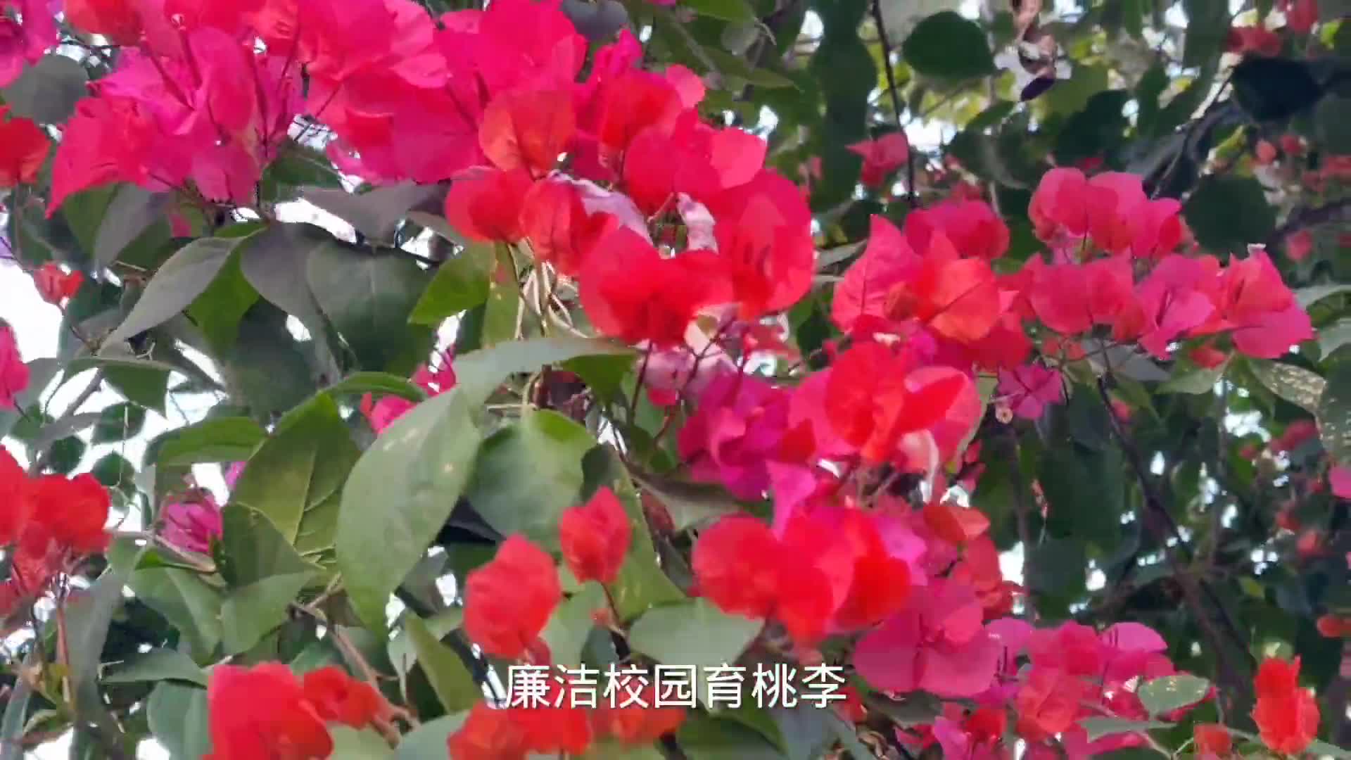 清廉学校建设|南宁各学校扎实推进清廉学校建设