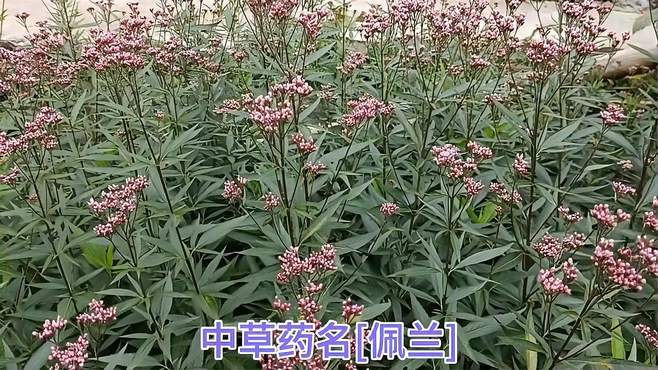 中草药名[佩兰]别名千金草,全草入药