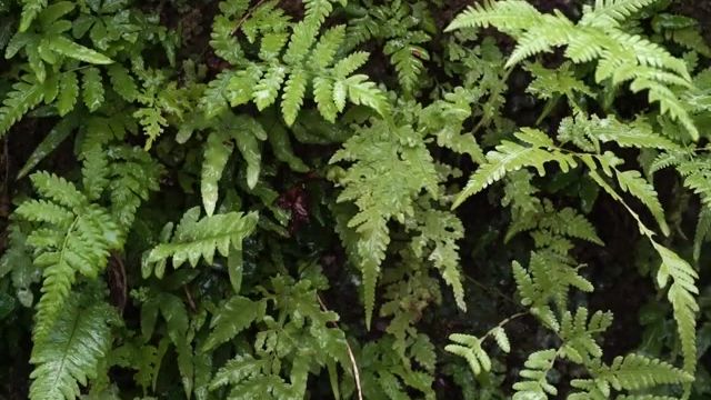 今日分享森林#一起享受大自然的美 #一花一草一世界 #唯美意境