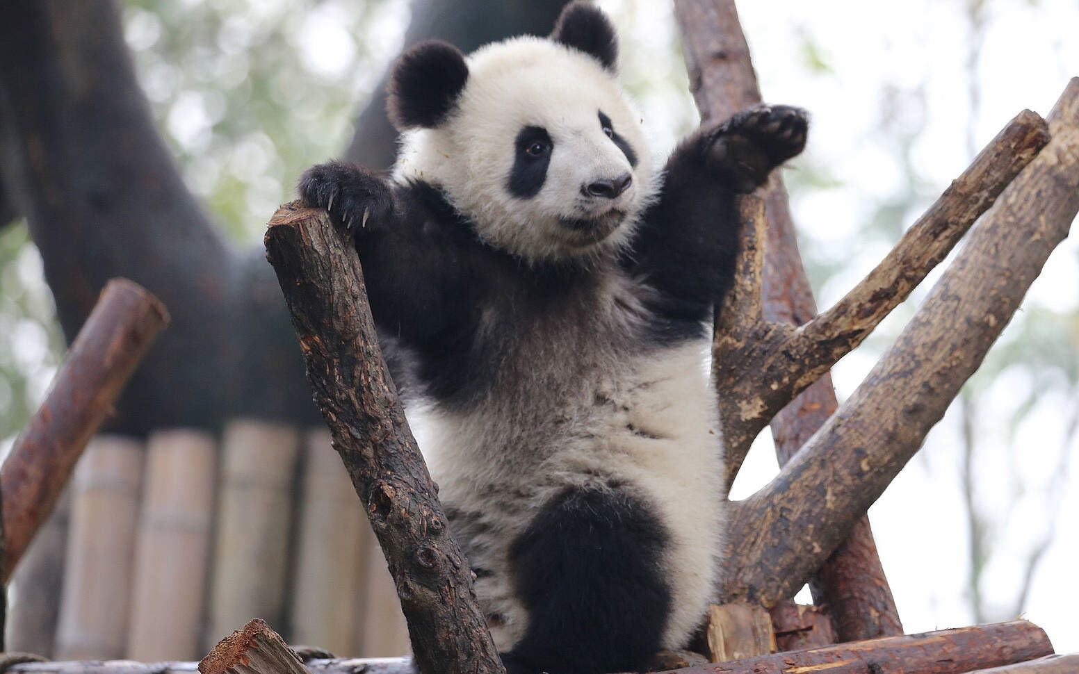 【打喷嚏的小熊猫 Sneezing Baby Panda】熊人族无所畏惧 Pandas ...